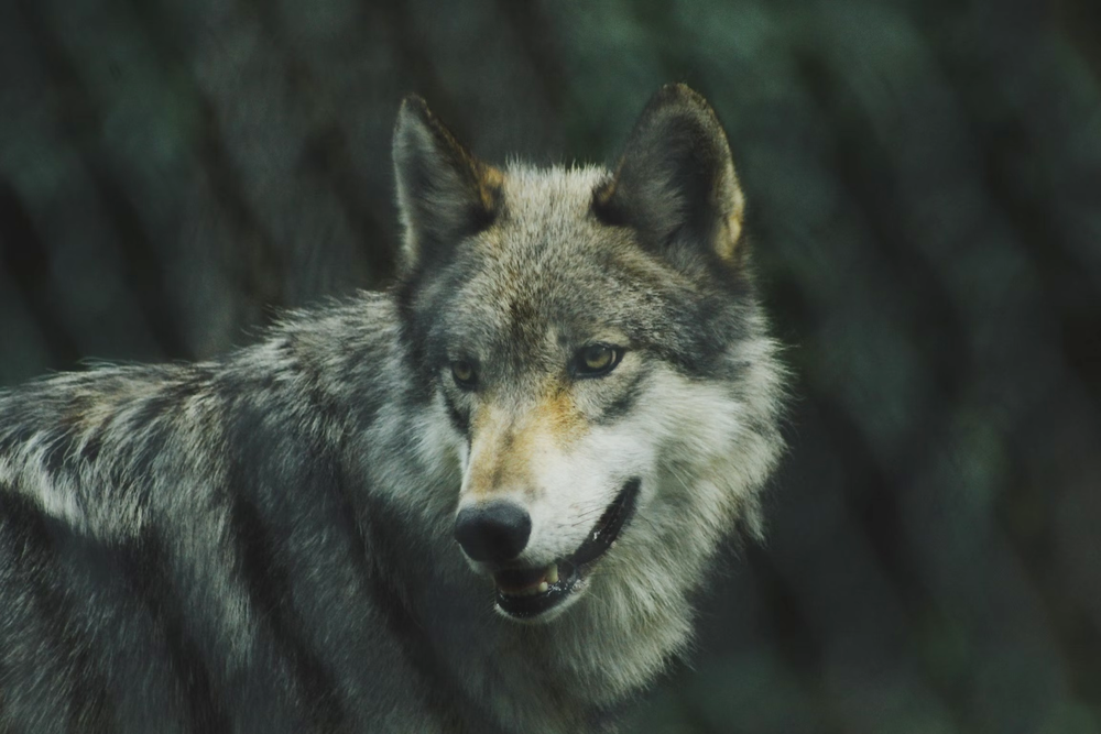 Preditor or Predator: Which Is Correct?