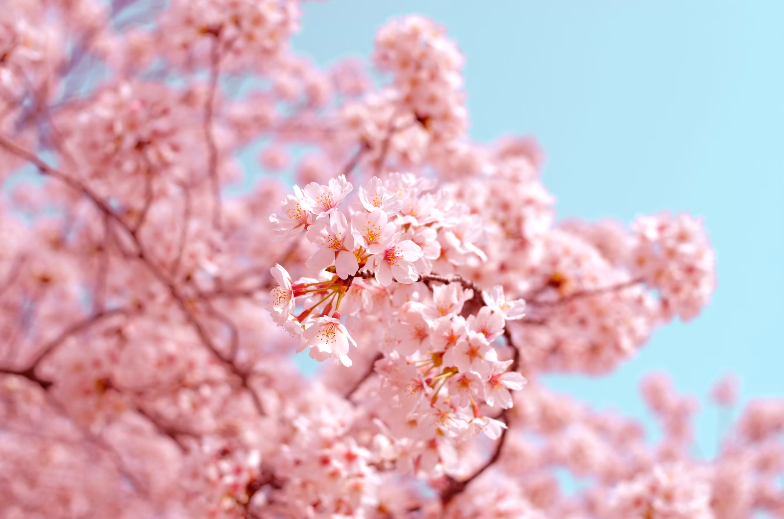 Blossoming Meaning and Examples