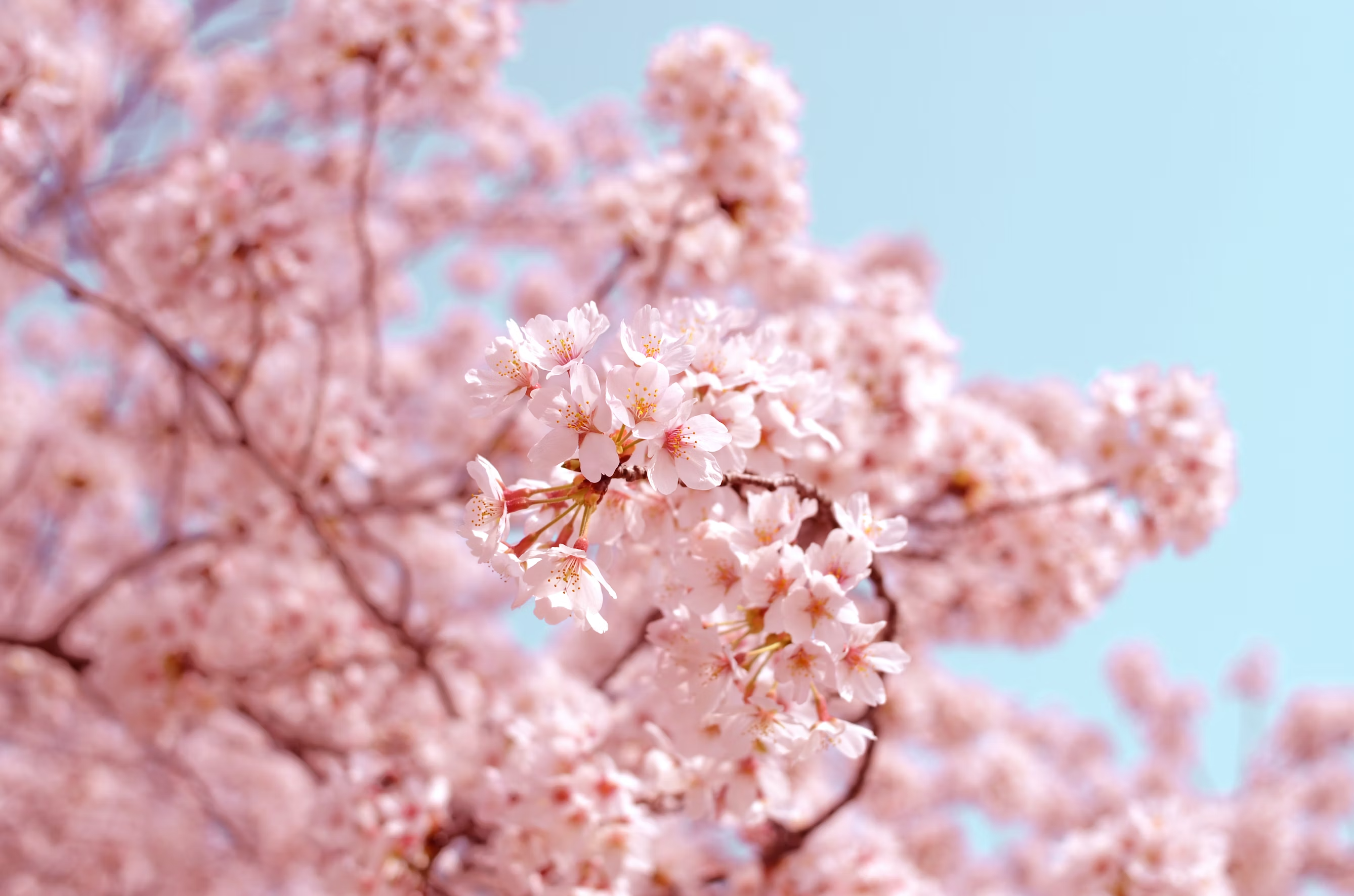 Blossoming Meaning and Examples