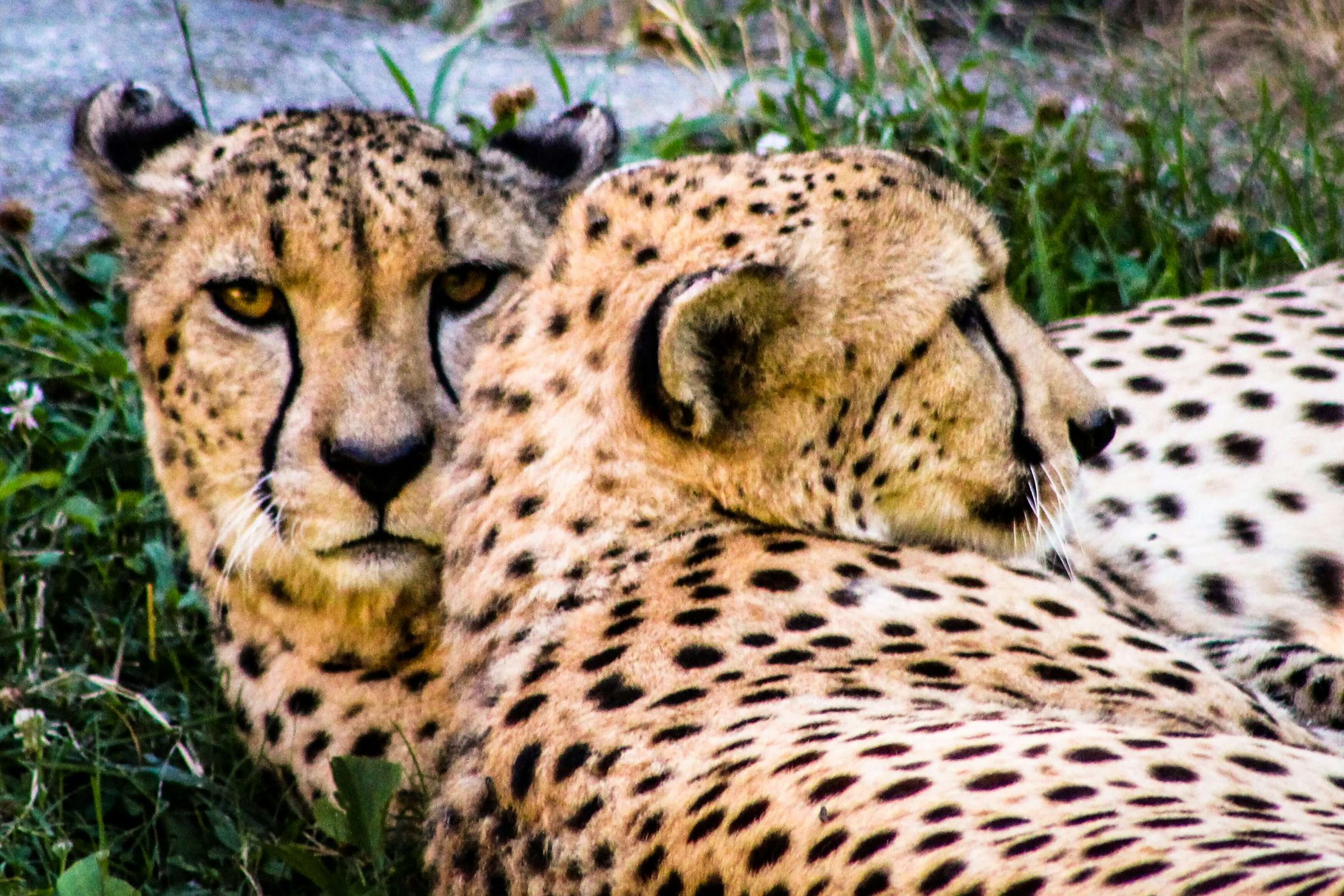 Spoted vs. Spotted: Which is the Correct Spelling? Spoted vs. Spotted: Which is the Correct Spelling?