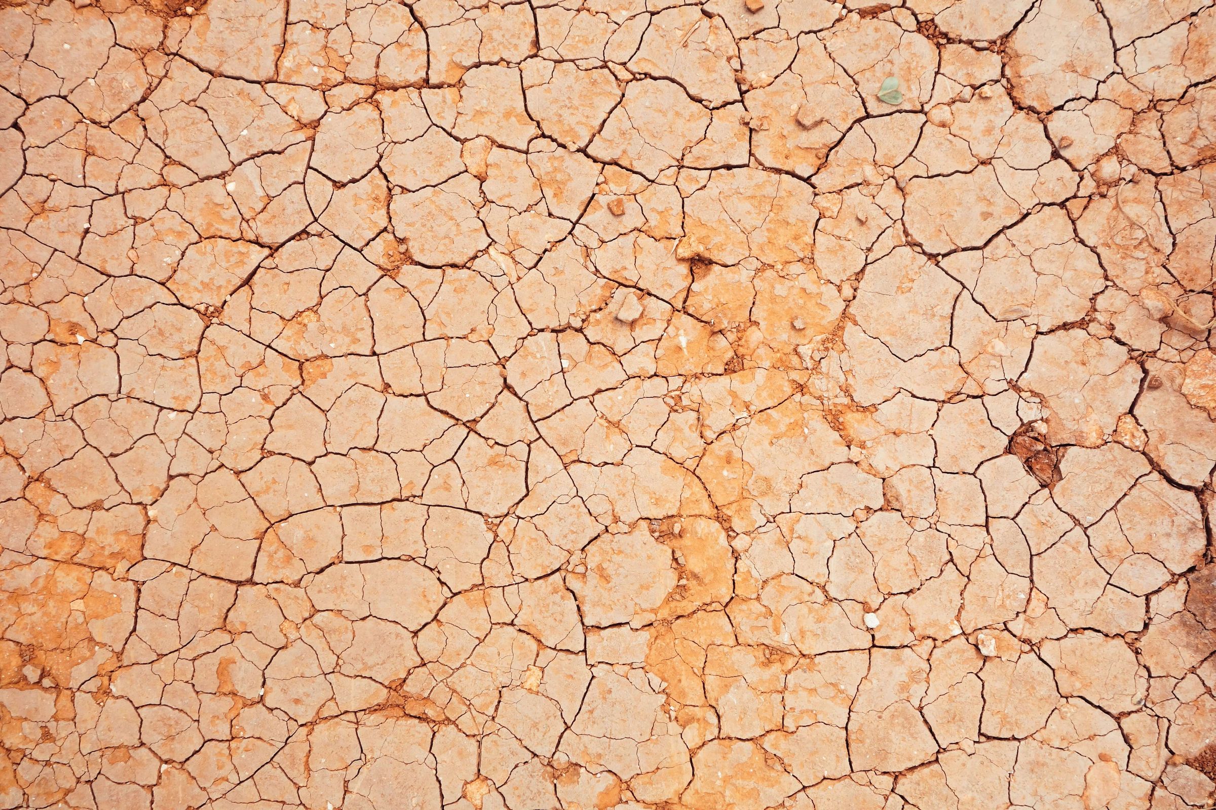 Dryed vs. Dried: Which is the Correct Spelling?