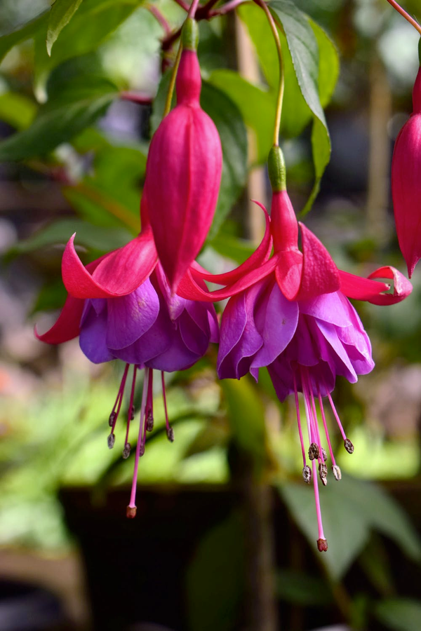 Fuscia or Fuchsia or Fuschia: Which Is Correct?